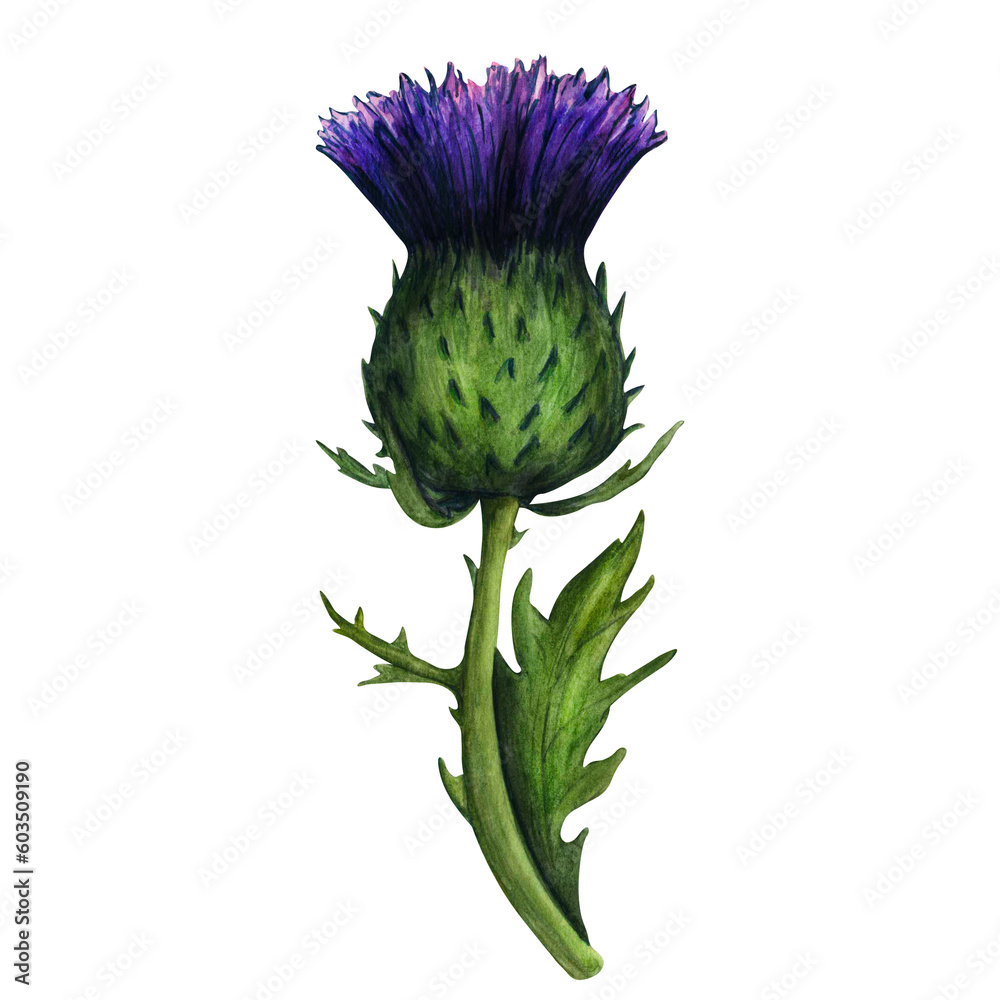 Watercolor thistle, wild flowers illustration, meadow herbs. Hand ...