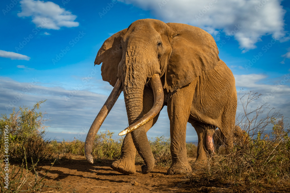 Low angle image of Craig, the supertusker bull from Amboseli National ...