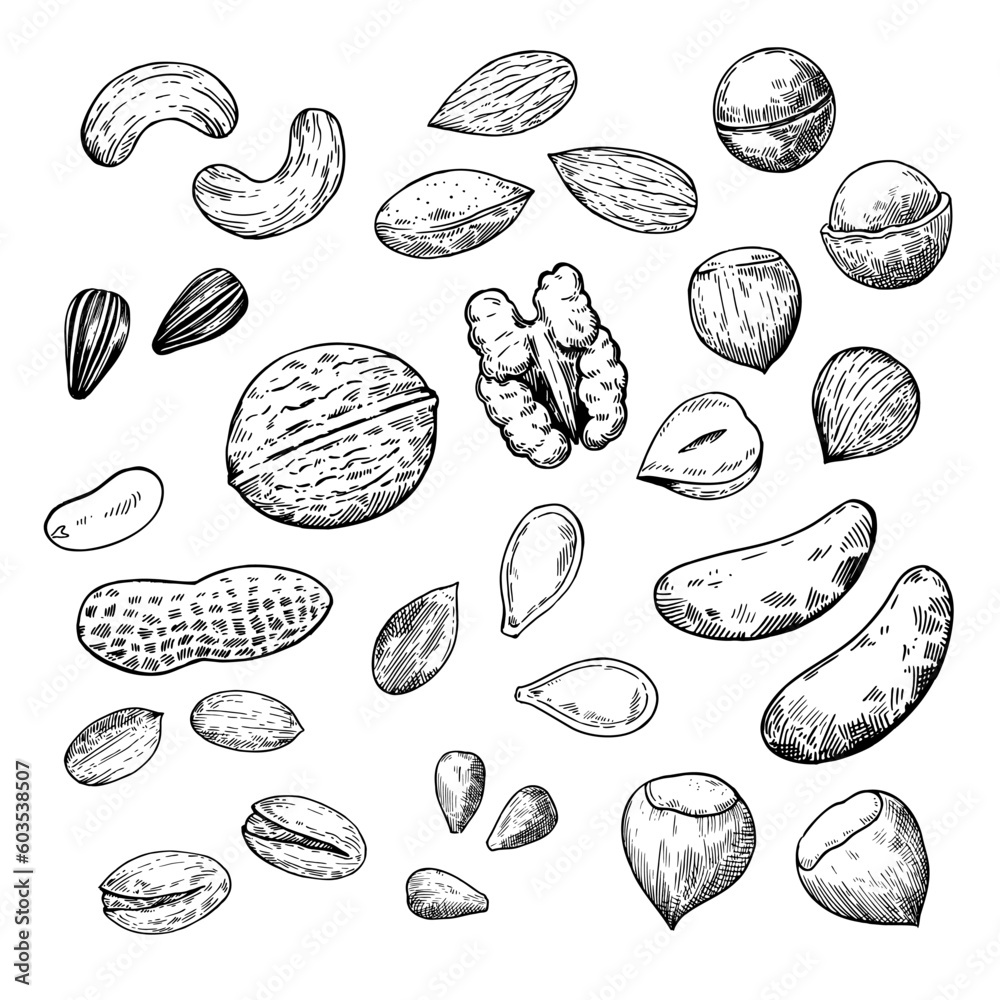 Big set of nuts and seeds. Black and white sketch illustration in ...