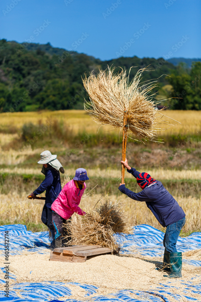 Thai farmer harvesting and threshing rice grain, Ching mai, Thailand Stock Photo | Adobe Stock