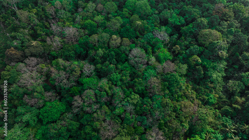 Aerial view of the green forest against the land. Demonstrates the ...