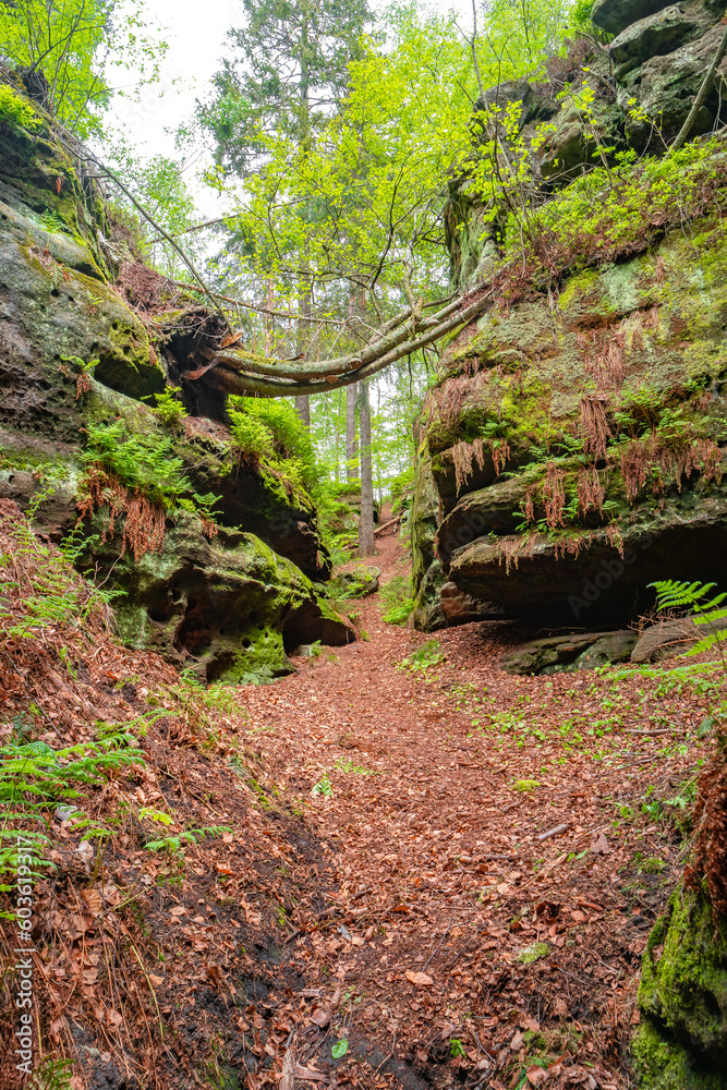 Magical enchanted fairytale forest, sandstone rocks named ...