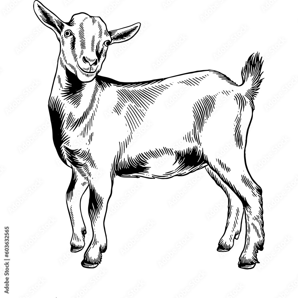 Hand drawn Baby Goat Sketch Illustration Stock Vector | Adobe Stock