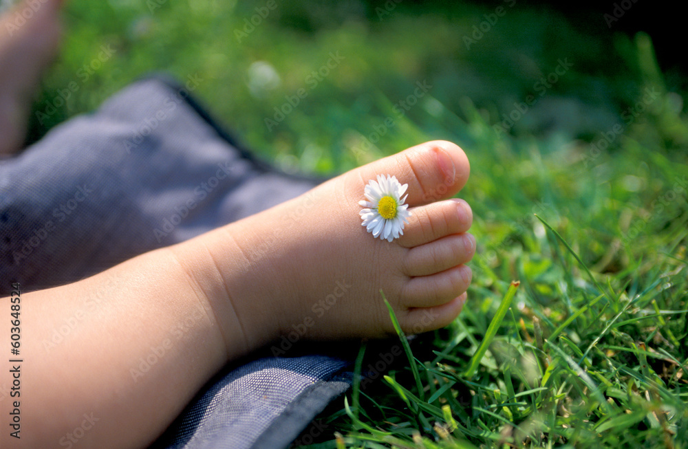 Baby feet with a daisy flower between the toes Stock Photo | Adobe Stock