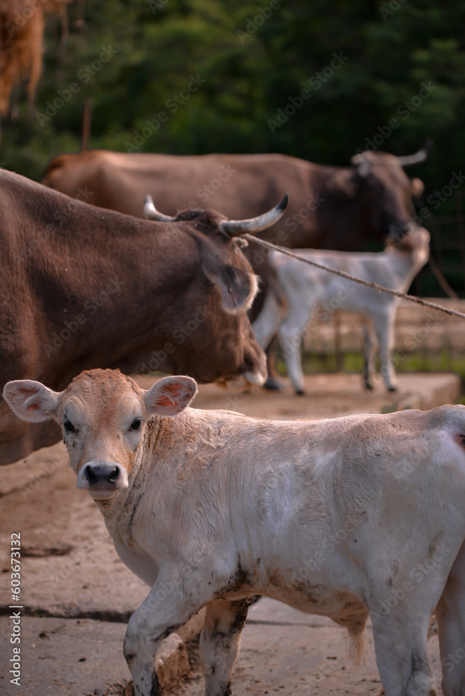 Portrait of two beautiful cows, mother and kid sitting in the barn in ...