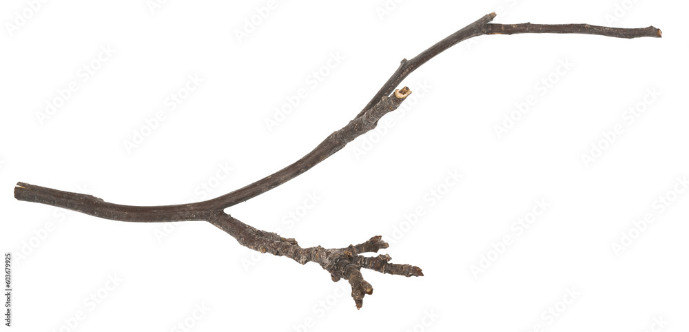 Dry tree twig and branch with knots isolated white background. Dry ...