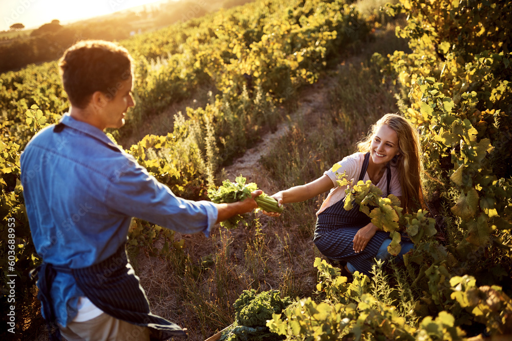 Farming, harvest and people in agriculture garden with sustainability ...