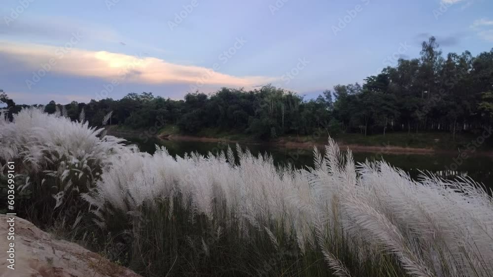 Saccharum spontaneum. Also known as Fodder Cane, WildSugarcane, Wild ...