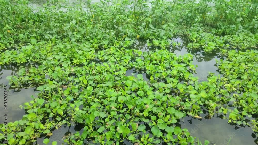 Eichhornia crassipes.Also known as common waterhyacinth, lilac-devil ...