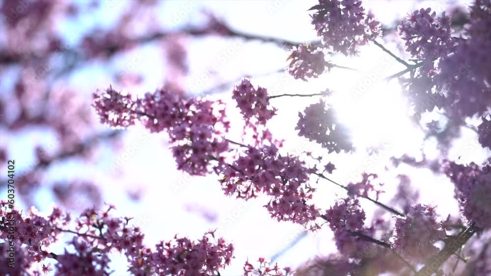 Close up shot of beautiful Nang Phaya Sua Krong tree or Wild Himalayan ...