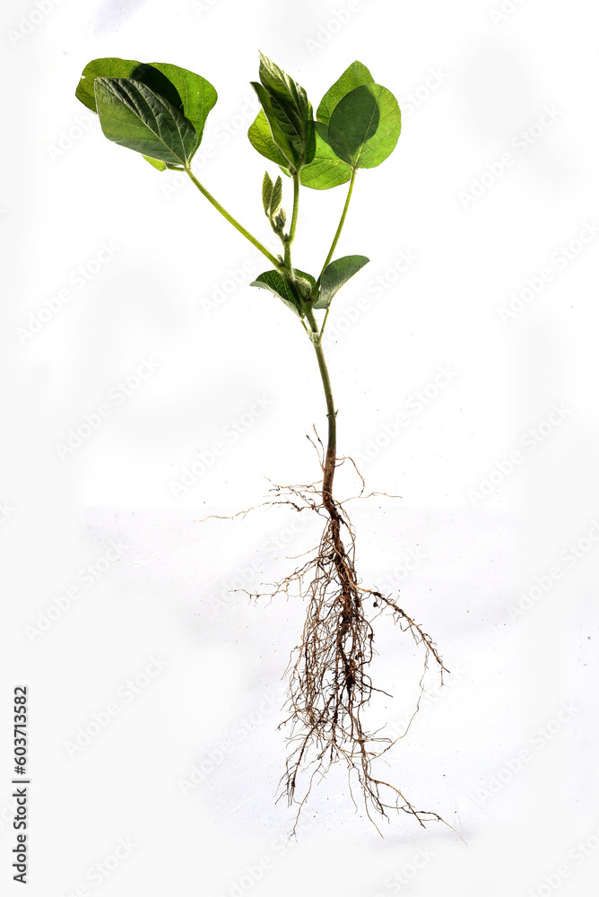 Fascinating images of soybean roots showcase the strength and ...