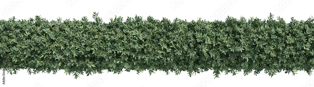 Evergreen Shrubs and plants in nature, Trees on garden in springtime ...