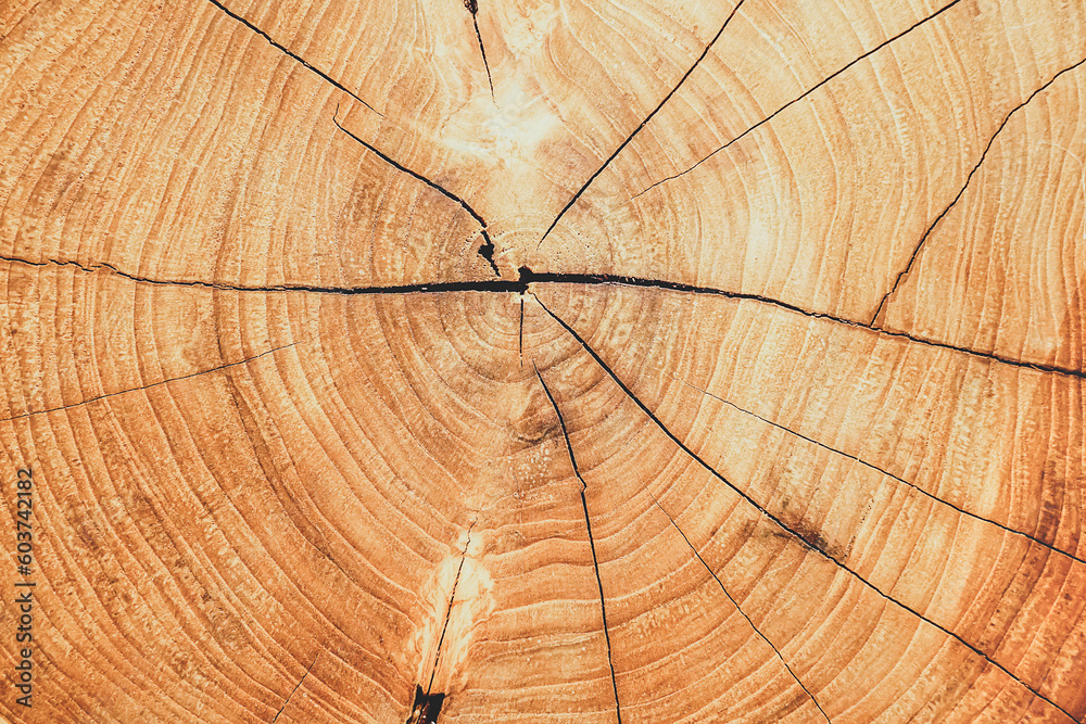 Wood grain texture, growth rings, tree , annual, Cross-section of tree ...
