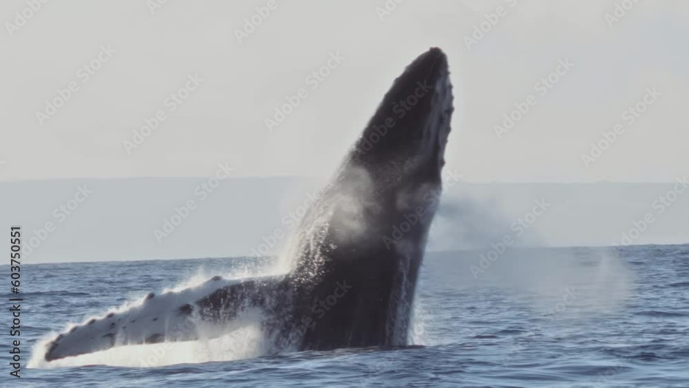 Majestic Humpback Whale Breaching Ocean Surface in a Powerful Display ...