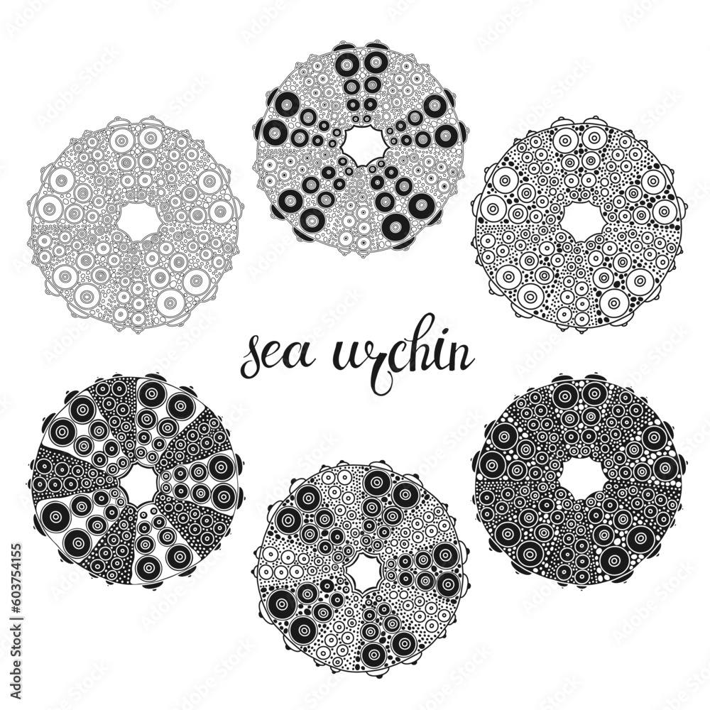 Sea urchin. Hand drawn vector collection, 6 isolated elements on white ...