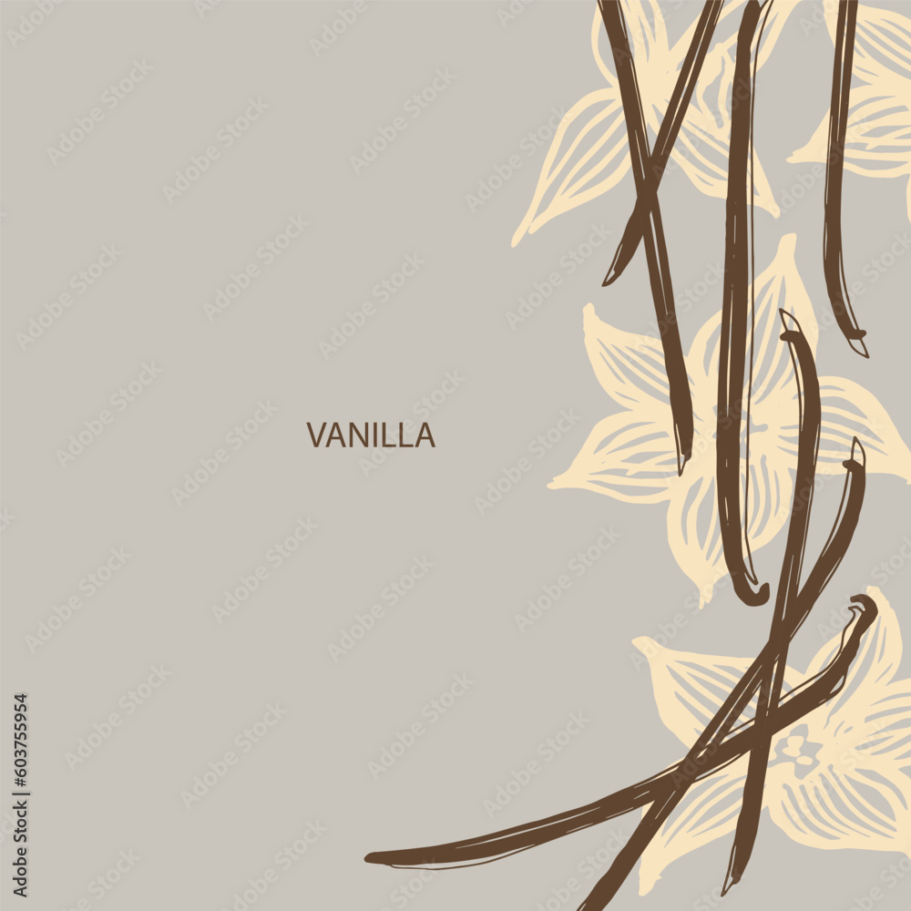Vanilla. Flower and sticks of vanilla plant. Set with pods, vector ...