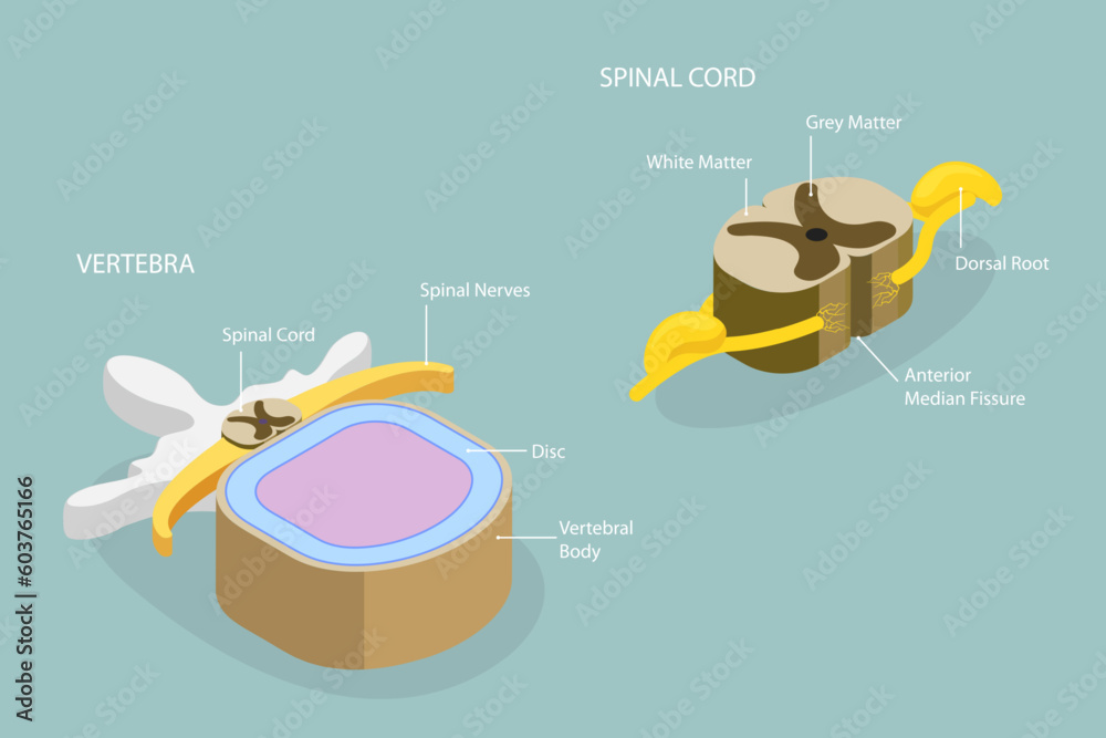 3D Isometric Flat Vector Conceptual Illustration of Spinal Cord ...
