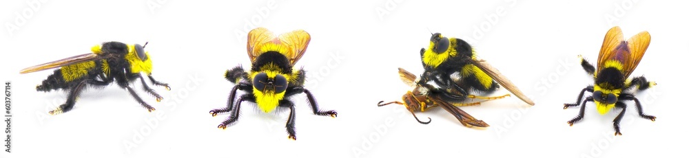 Beautiful southern bee killer robber fly - Mallophora orcina - large ...