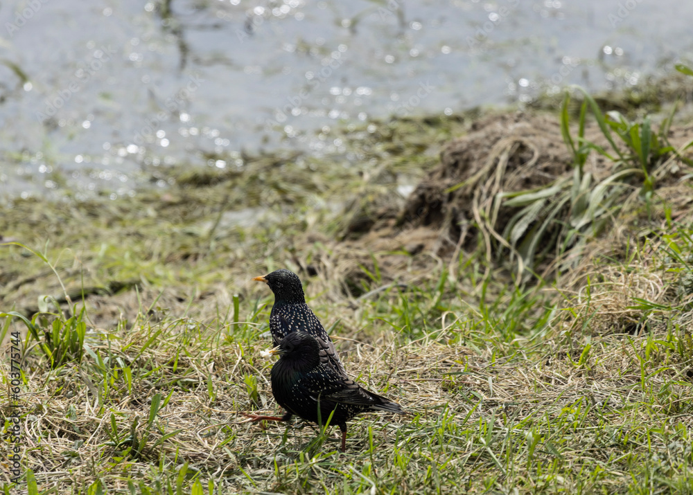 The starling, with its sleek feathers and iridescent sheen, forages ...