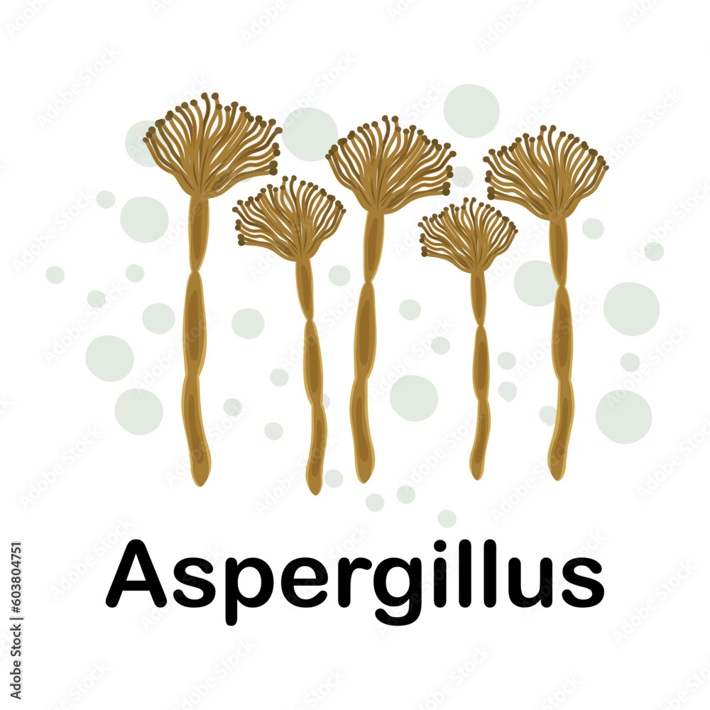 Aspergillus. Microorganisms. Medicine and health. Cartoon. Microbiota ...