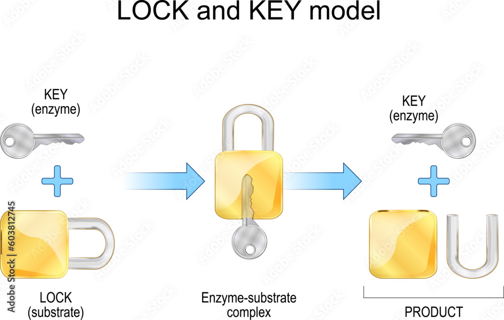 Lock and key model. Enzyme, substrate, products, and chemical mechanism ...