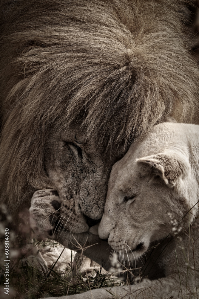 Depressed Lion fighting off mental health problems, looking tired lazy ...