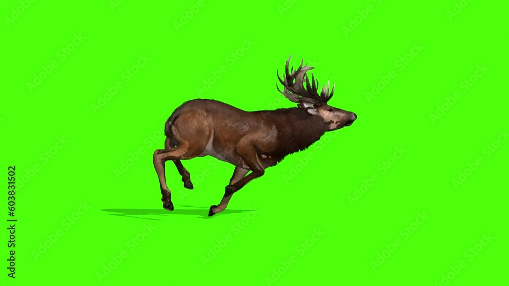 3d stag fast running or jumping on the chroma key side view, 4k deer ...