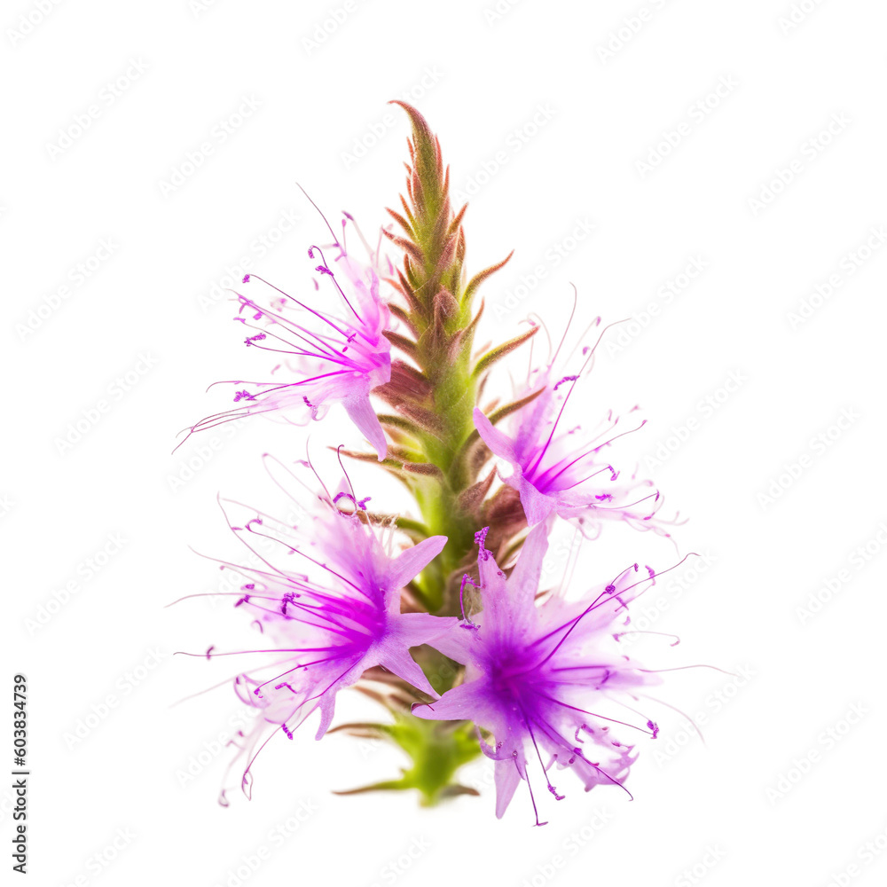 flower Blazing star on a transparent background, Generative Ai Stock ...
