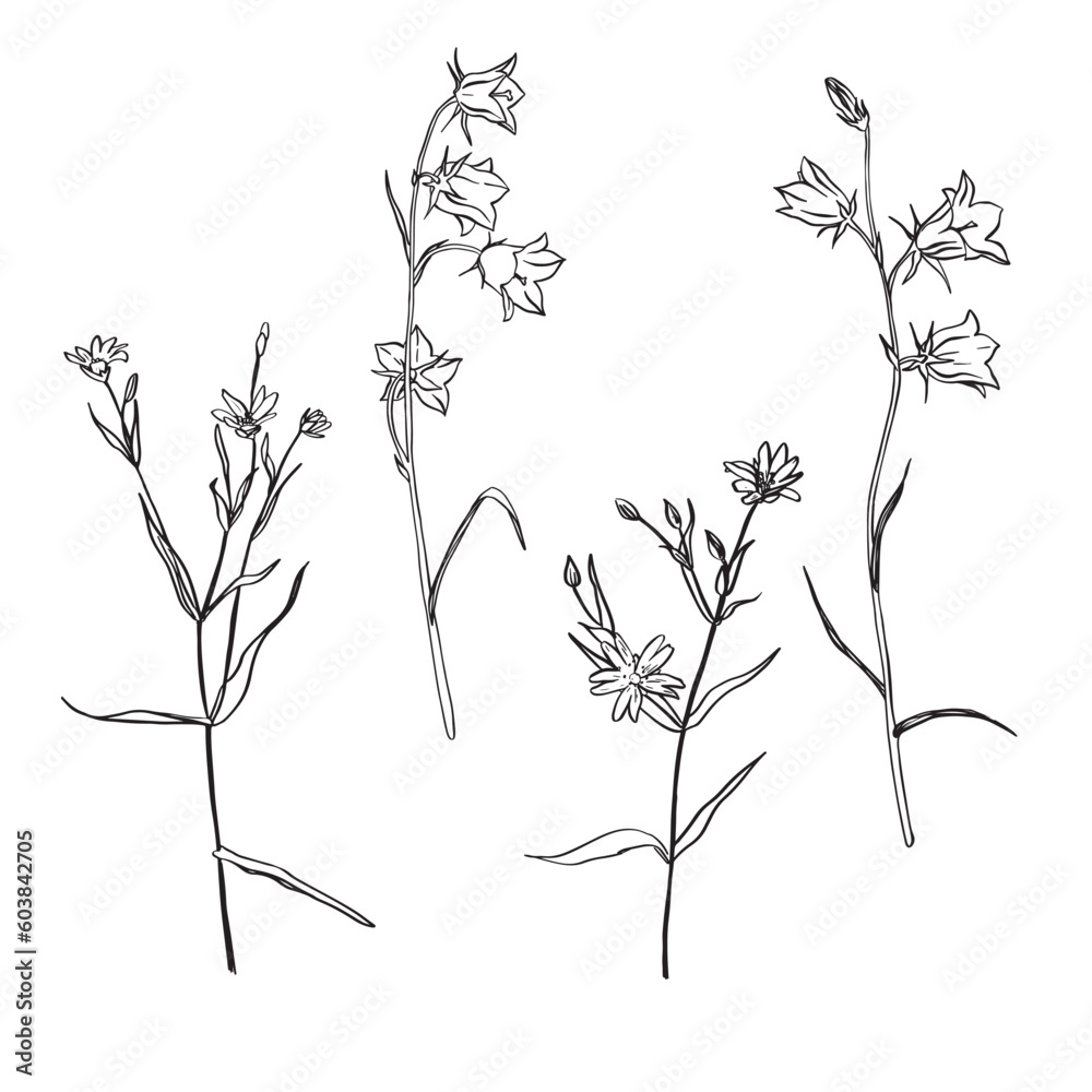 A picture showing different parts of Greater Stitchwort or Stellaria ...