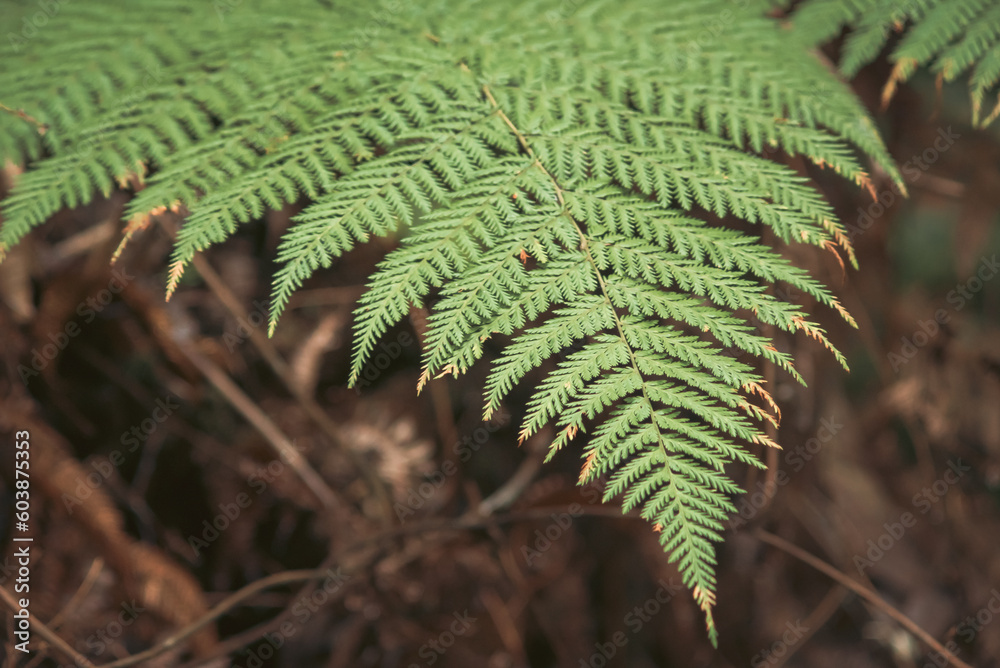 triangular shaped leafy green herbaceous complex leaf set cluster of an ...