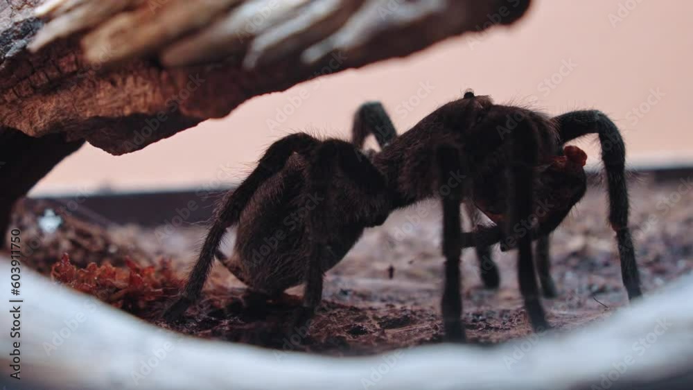 Curious profile view of tarantula with prey in its mouth spinning silk ...