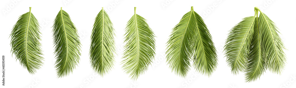 Coconut leaf isolated in 3d rendering on transparent background Stock ...