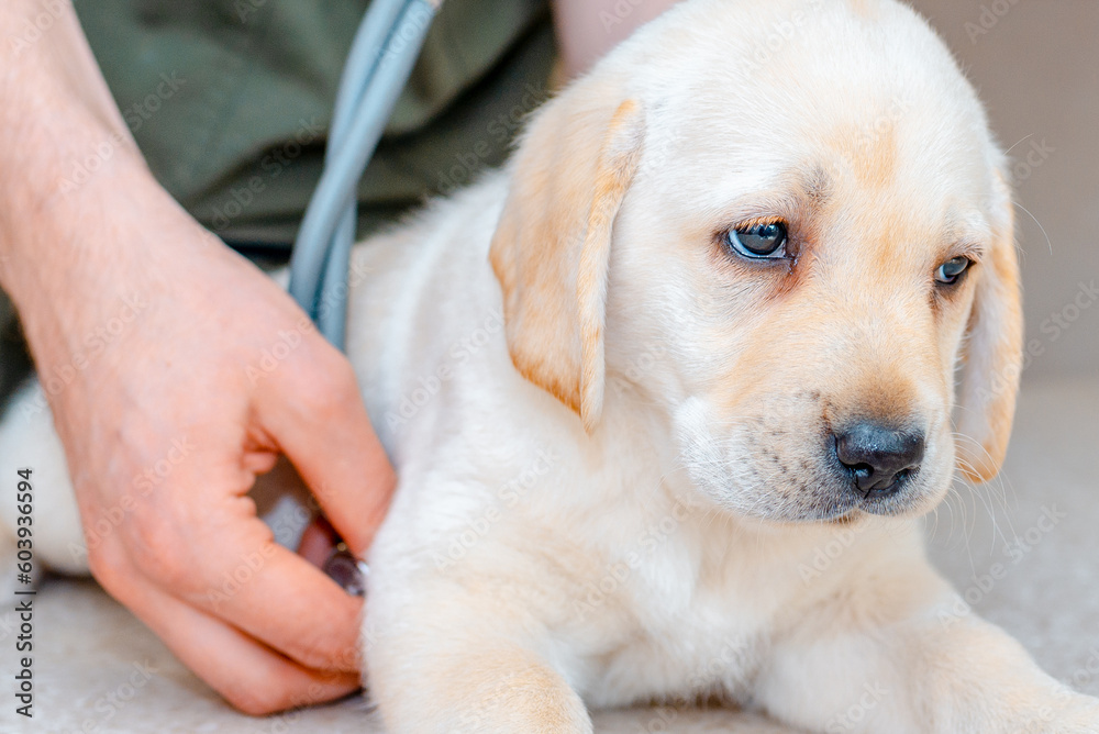 Veterinarian examining a cute dog,puppy labrador with a stethoscope in ...