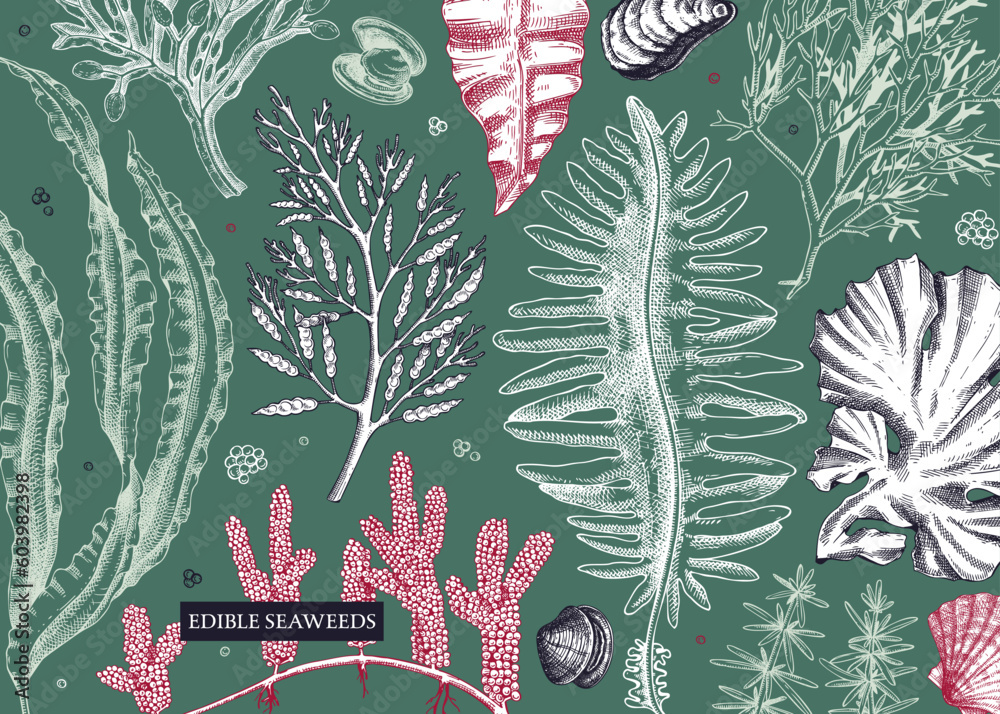 Seaweed vector background in sketch style. Edible algae - golden kelp ...