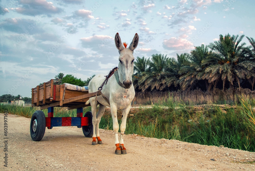 Donkey cart in palm farms to load agricultural products and materials ...
