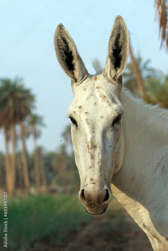The local white donkey in the Arabian palm plantations among the weeds ...