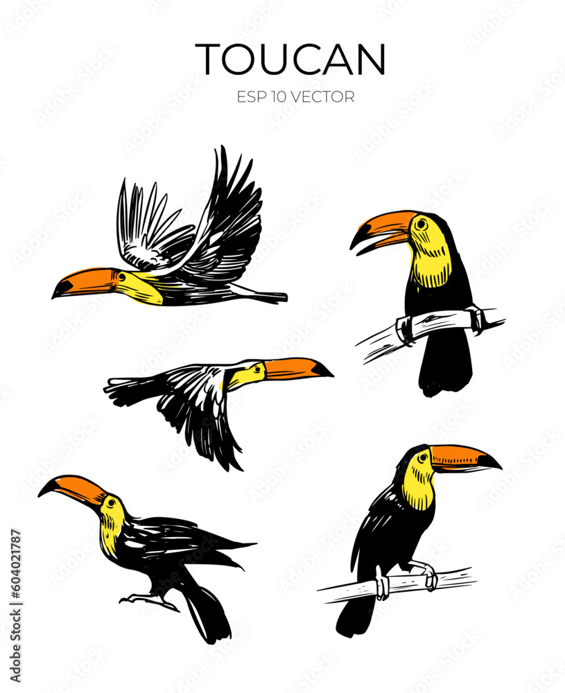 Toucan vector sketch illustration. Set of hand drawn tropical bird ...