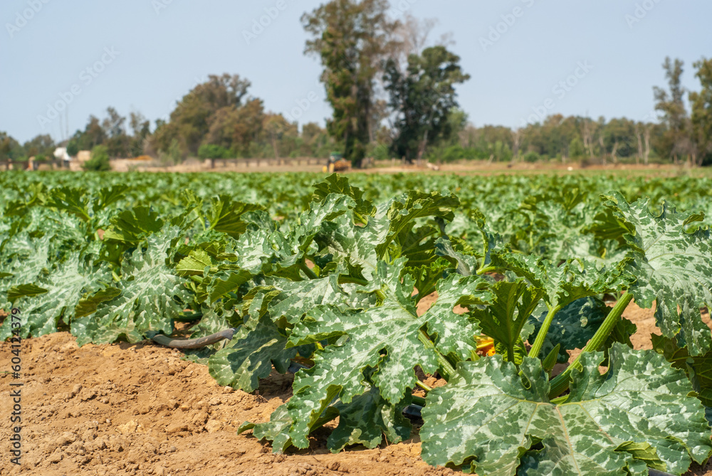 Foto de Planta de calabacín en una hilera de un campo de cultivo. do ...