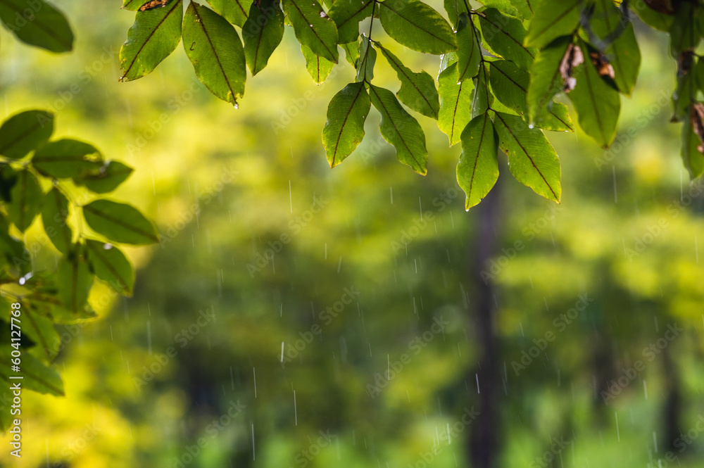 raining shower drop on leaf tree, close up of rainfall in jungle,Heavy Rain Falling on Tree ...