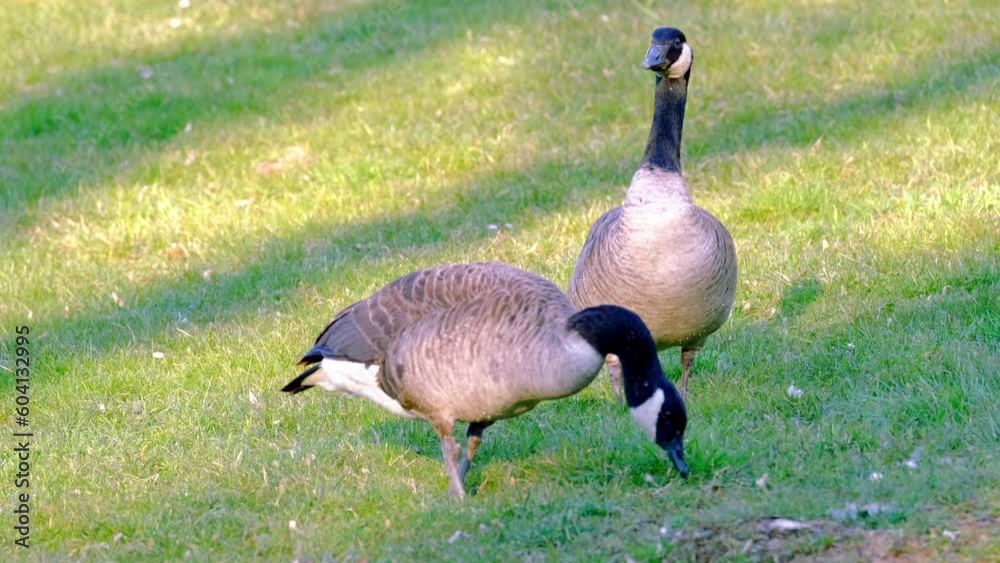 couple, family beautiful long-necked birds, Branta canadensis, Canada ...