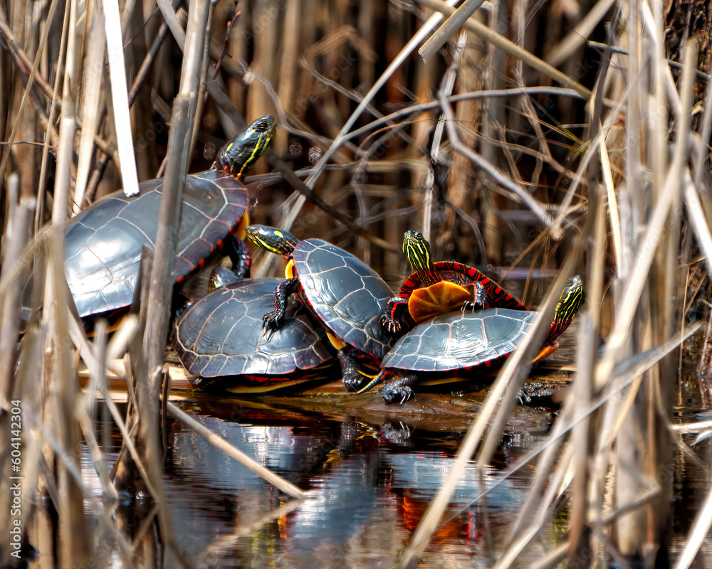 Painted Turtle Photo and Image. Turtle colony resting in the pond ...