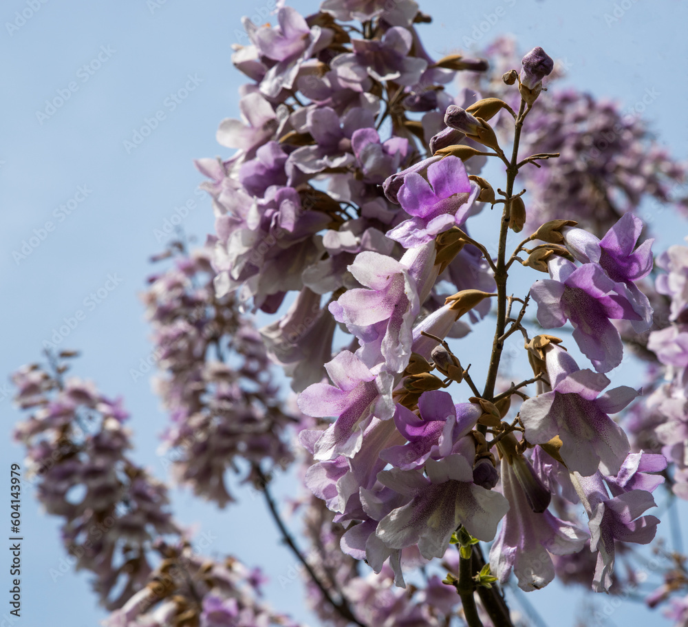 Flowers of a flowering Paulownia tree. Adam tree.Paulownia tomentosa ...
