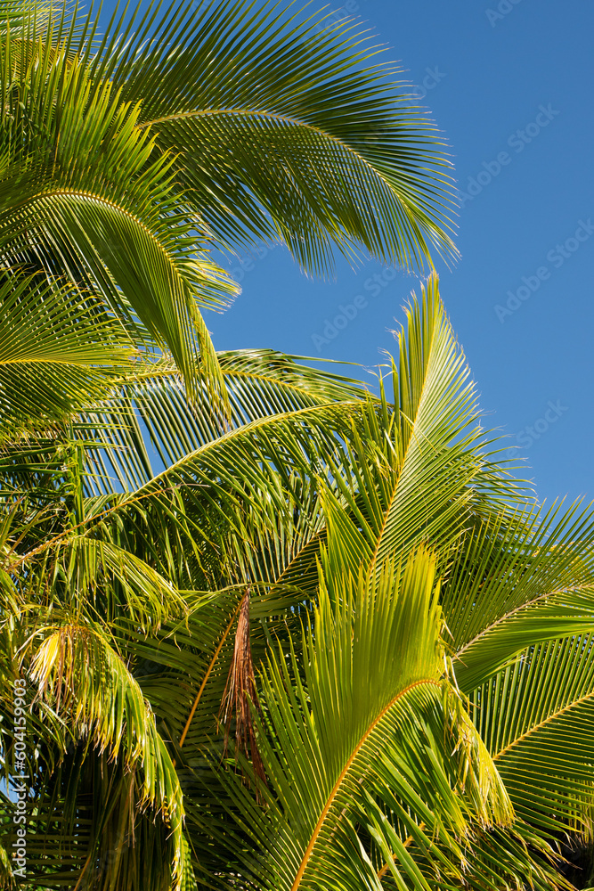 Tropical palm trees in Rarotonga, The Cook Islands Stock Photo | Adobe ...
