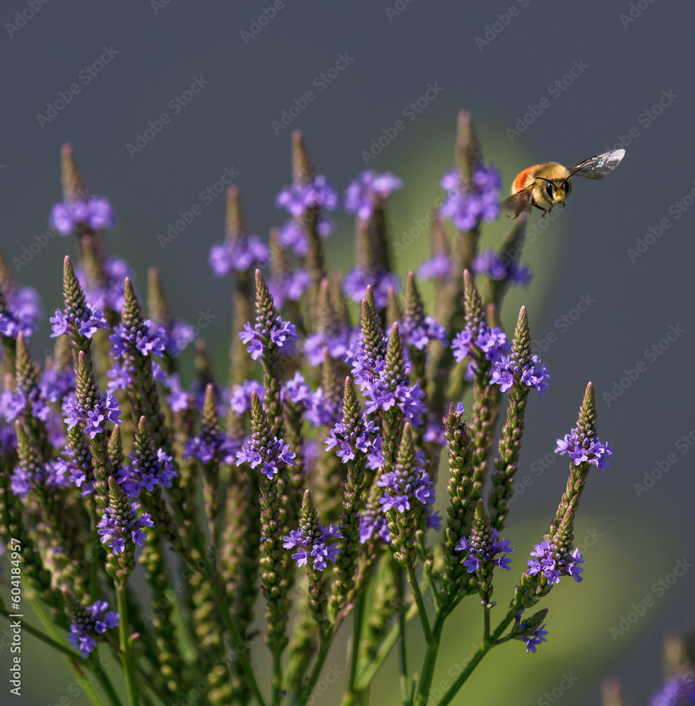 An Orange belted bumblebee flying by a Blue Vervain plant (Verbena ...