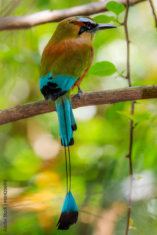Guardabarranco (turquoise-browed motmot), national bird of Nicaragua ...