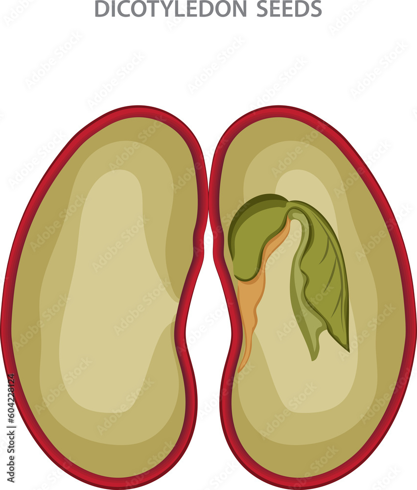 Stock-illustrationen Dicotyledon seed, A seed with two cotyledons, or ...