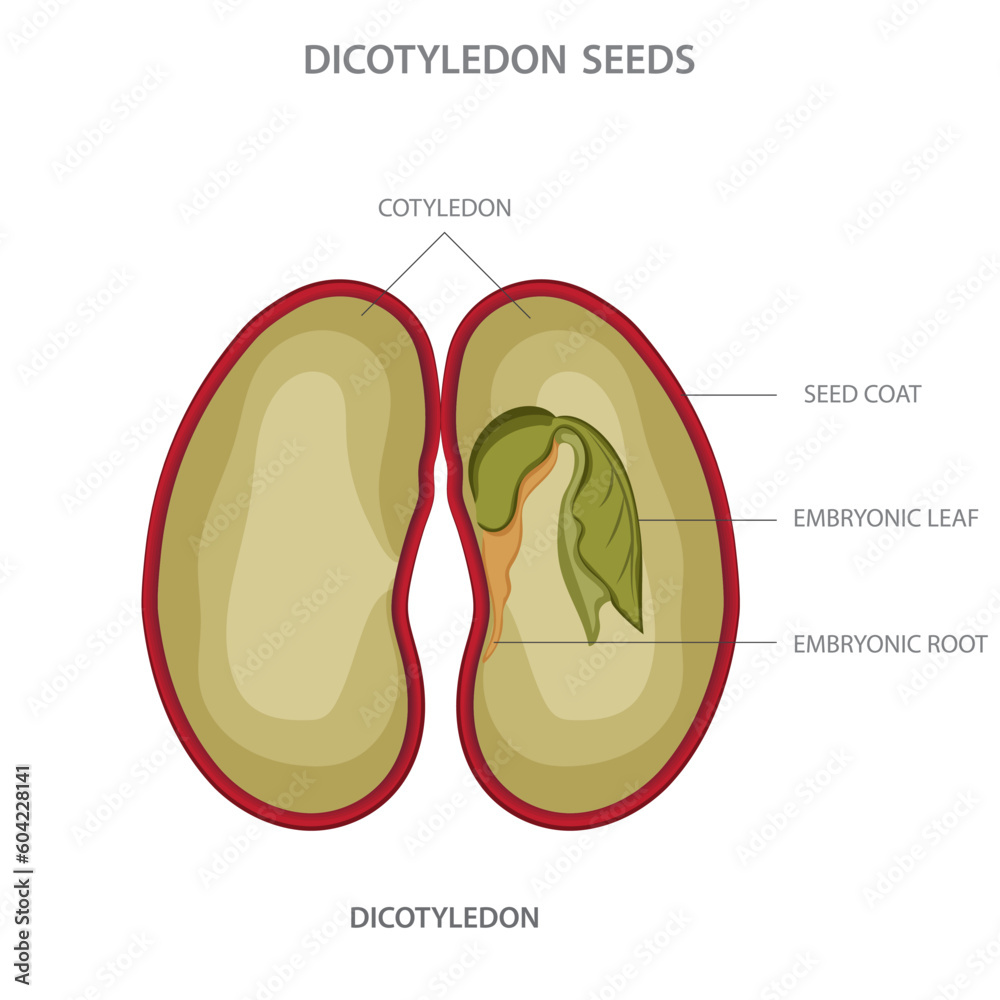 Dicotyledon seed, A seed with two cotyledons, or embryonic leaves ...