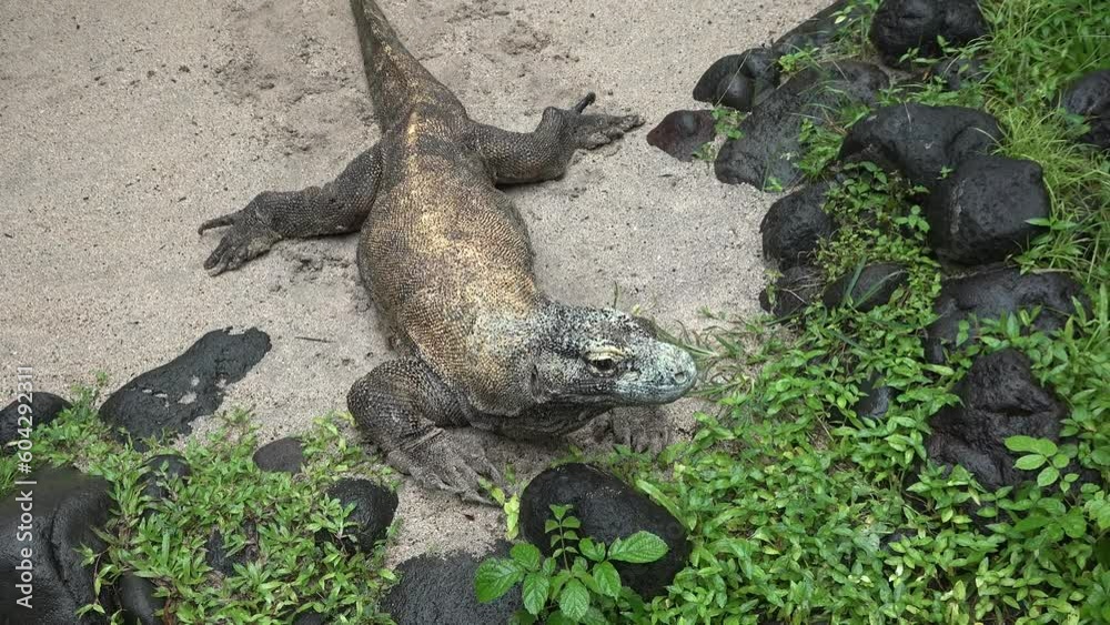 Stockvideo The Komodo dragon is the biggest lizard in the world ...