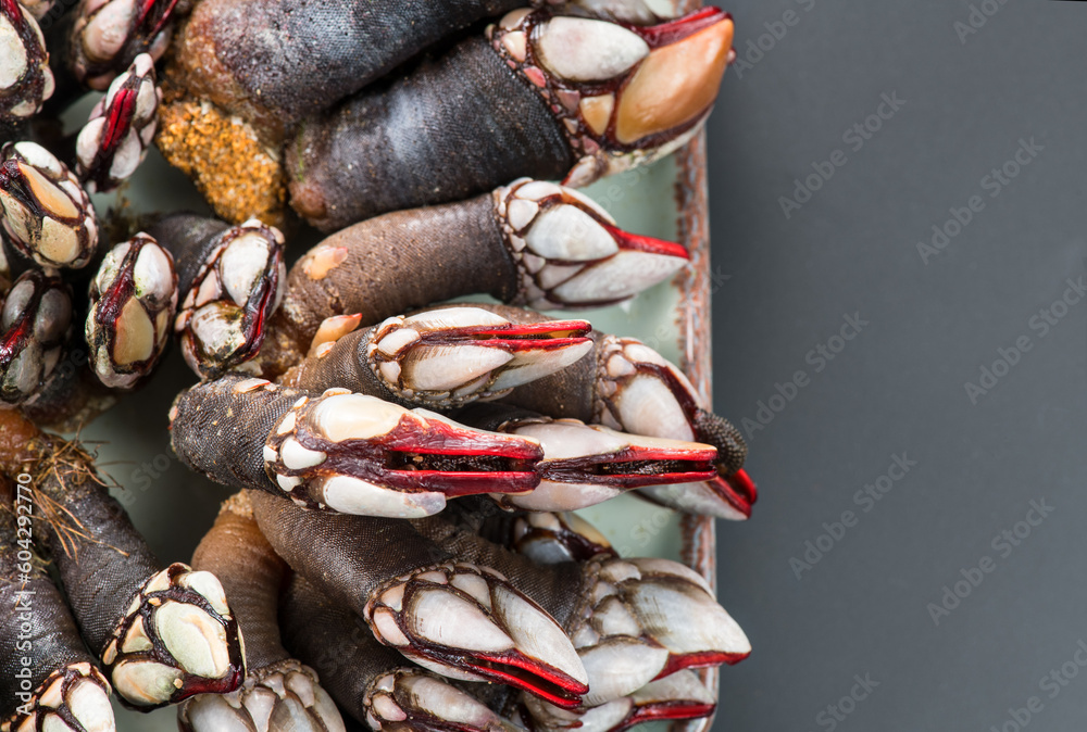Poster Barnacles, goose neck barnacle, percebes, gallician barnacles ...