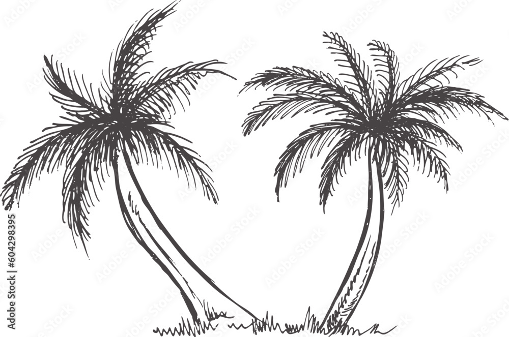 Hand drawn sketch of palm trees. Vintage vector illustration isolated ...